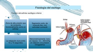 Embriologìa, histologìa, anatomìa y fisiologìa del esofago. | PPTX