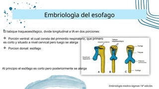 Embriologìa, histologìa, anatomìa y fisiologìa del esofago. | PPTX