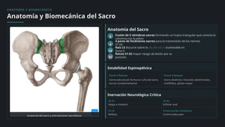 Anatomía y Biomecánica del Sacro: Estructura y Función | PPTX