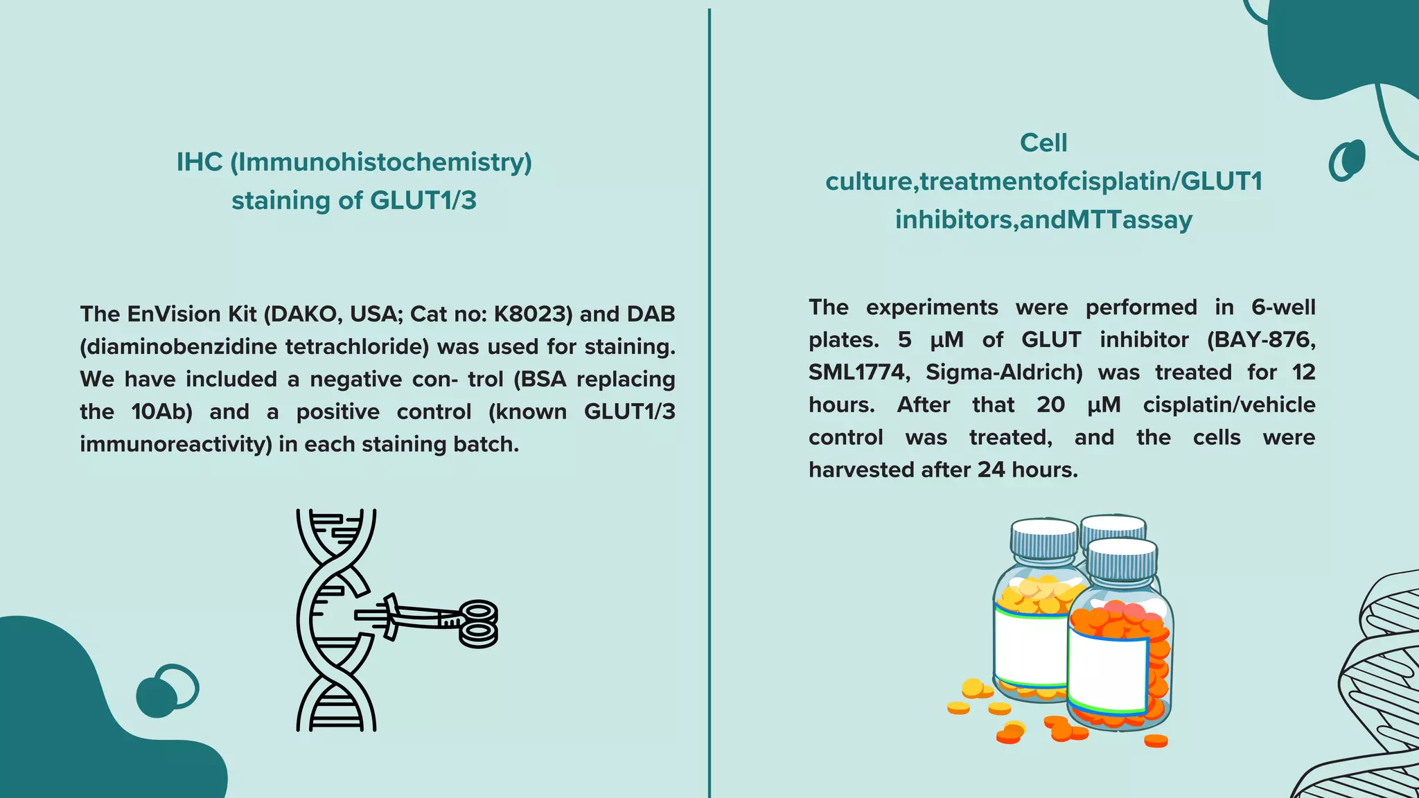 Role and regulation of GLUT1/3 during oral cancer progression and ...