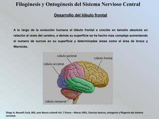 Seminario filogenesis y ontogenesis SNC.pptx