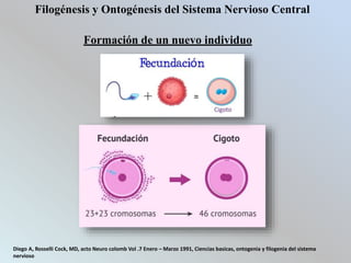 Seminario filogenesis y ontogenesis SNC.pptx