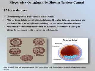 Seminario filogenesis y ontogenesis SNC.pptx