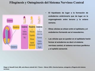 Seminario filogenesis y ontogenesis SNC.pptx