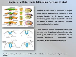 Seminario filogenesis y ontogenesis SNC.pptx