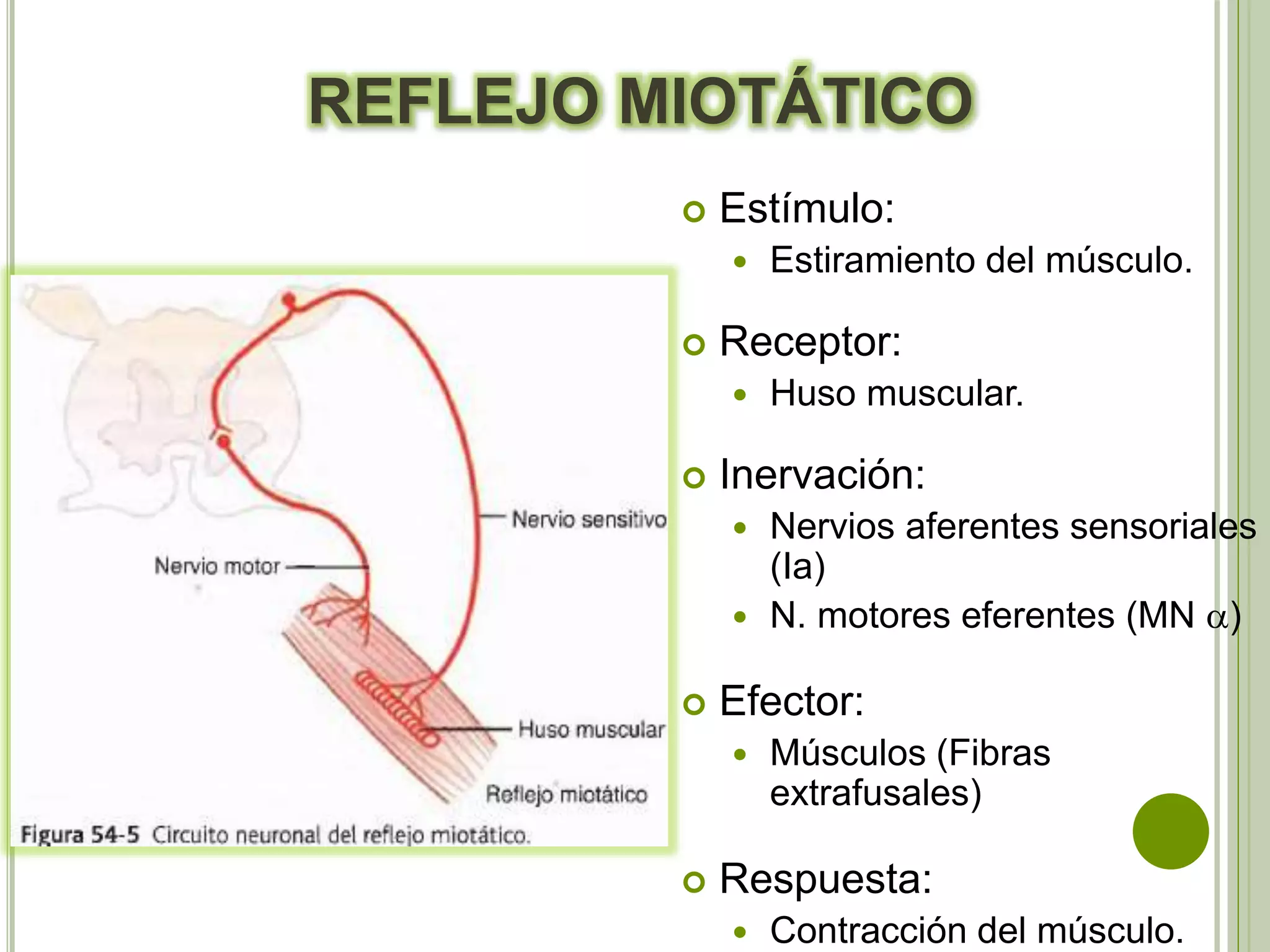 Seminario función motora de la médula espinal | PPTX