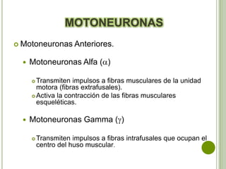 Seminario función motora de la médula espinal | PPTX