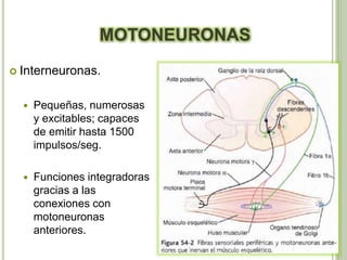 Seminario función motora de la médula espinal | PPTX