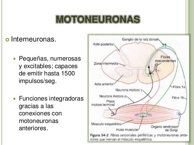Seminario función motora de la médula espinal