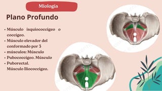 Seminario Gineco-Obstetricia Anatomía y Fisiología.pdf.pdf
