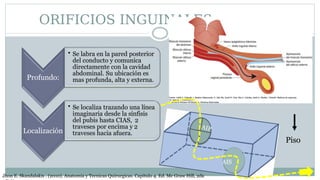 SEMINARIO HERNIA INGUINAL Y CRURAL ABIGAIL.pptx