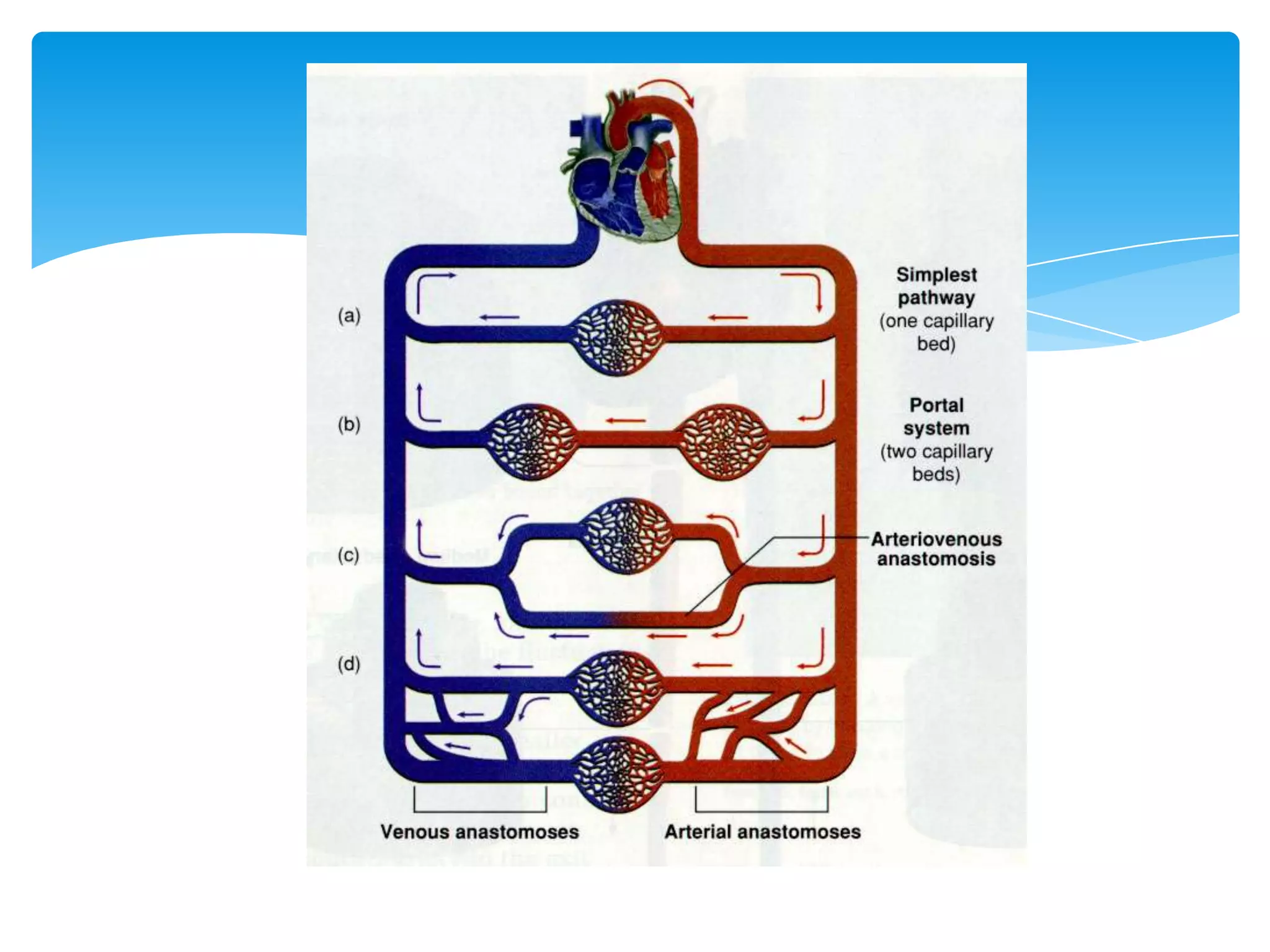 Anastomosis Arteriovenosa Pptx