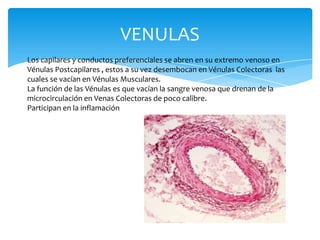 Anastomosis Arteriovenosa | PPTX