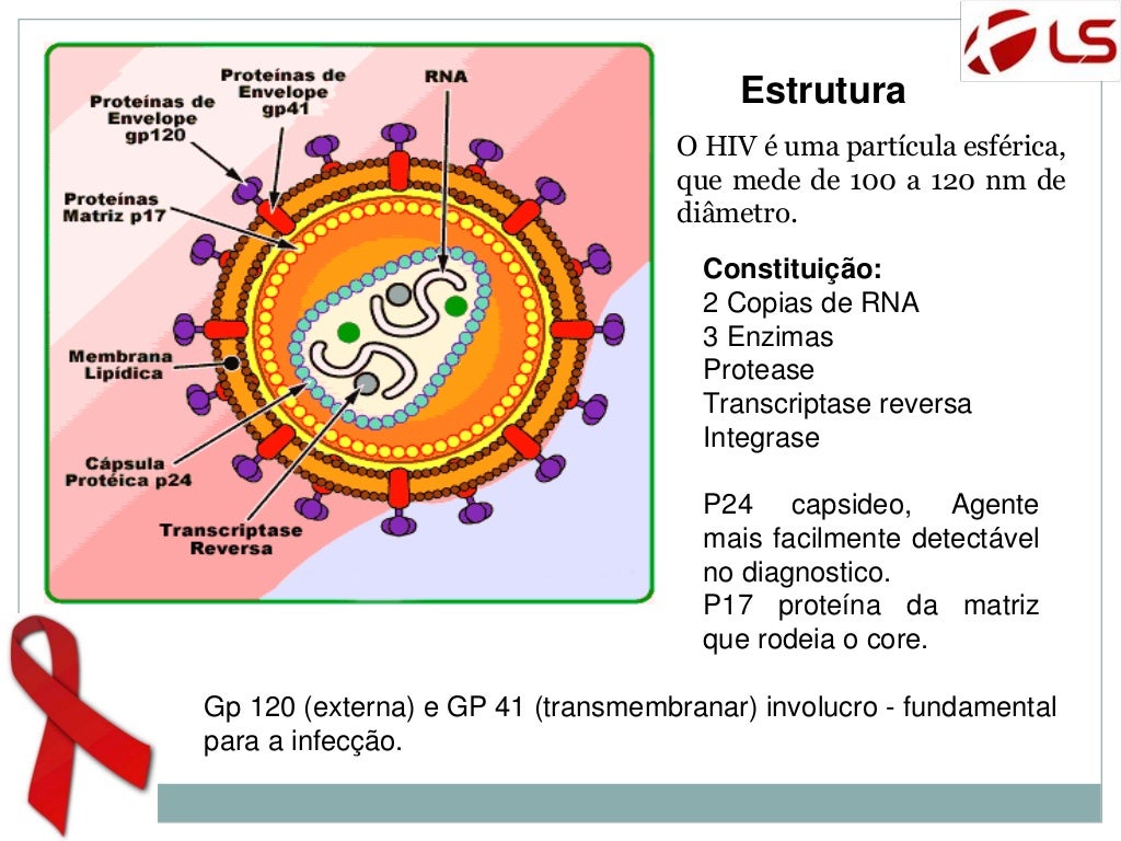 O que é HIV ? Como se contrai o vírus? O que é AIDS?