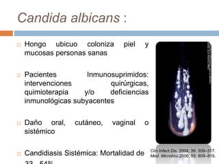 Reconocimiento de Candida albicans por el Sistema Inmunitario Innato en ...