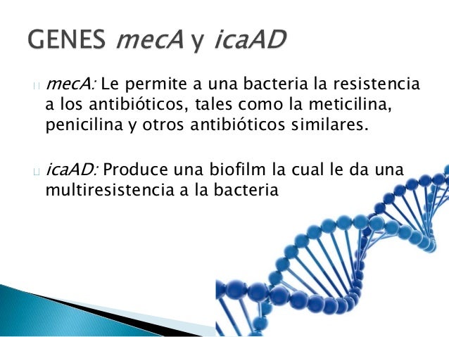 Genotypic study documents divergence in the pathogenesis of bloodstre…