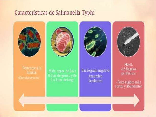 Salmonelosis - patogenia, epidemiologia, cuadro clínico, evolución,