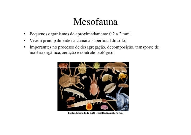 Seminario microbiologia solo_mesofauna