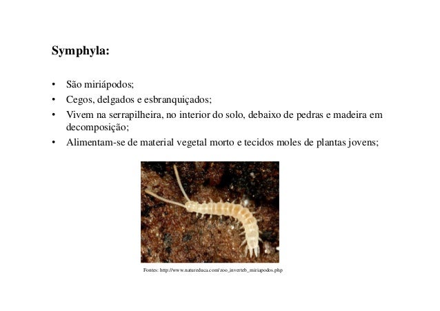 Seminario microbiologia solo_mesofauna