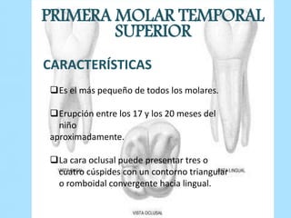 morfología externa de molares temporales | PPTX