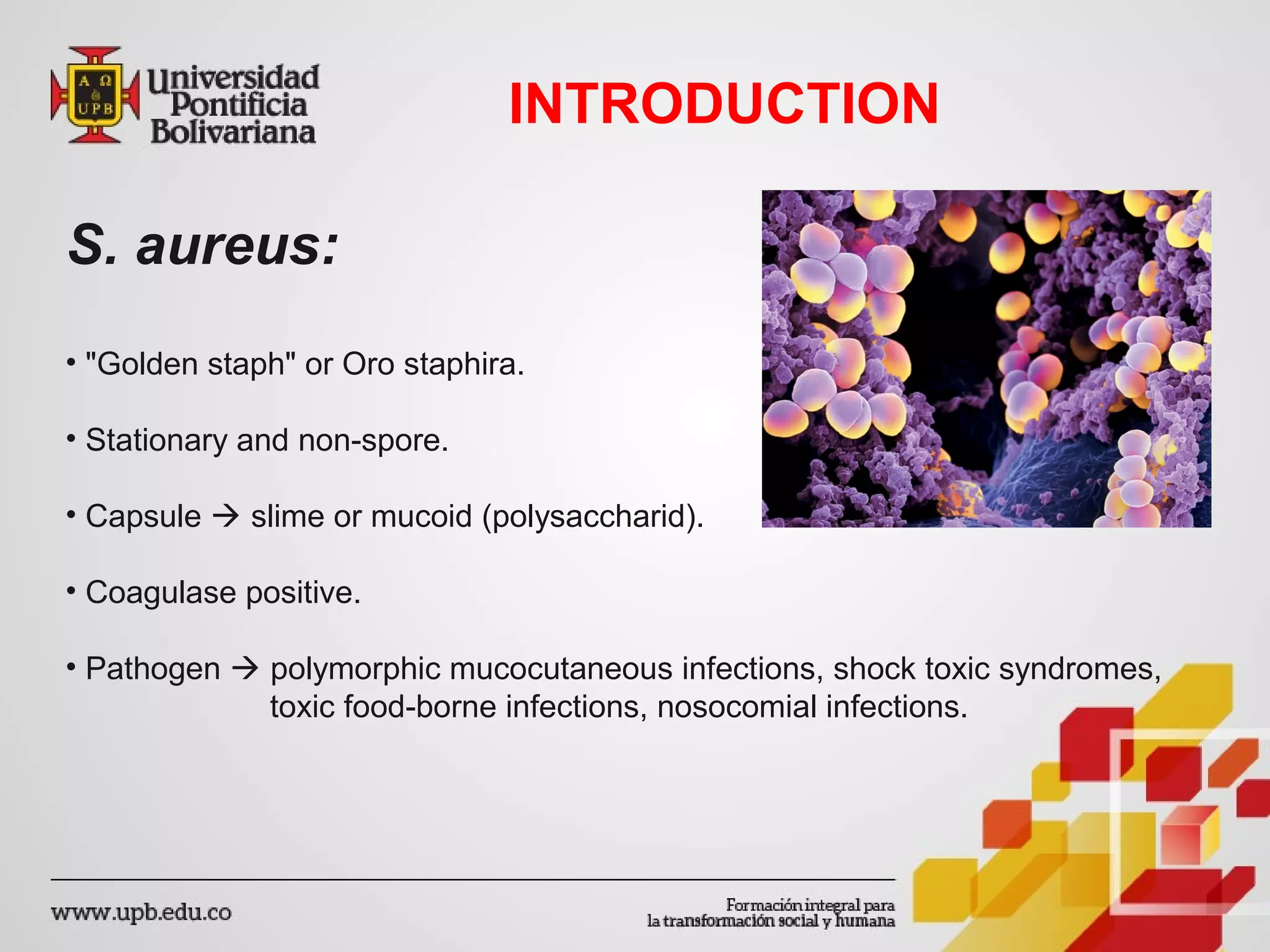 Staphylococcus aureus | PPT