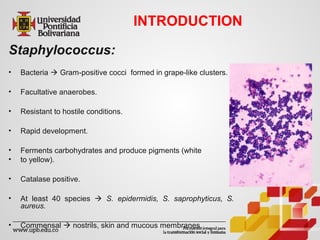 Staphylococcus aureus | PPT
