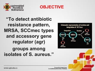 Staphylococcus aureus | PPT