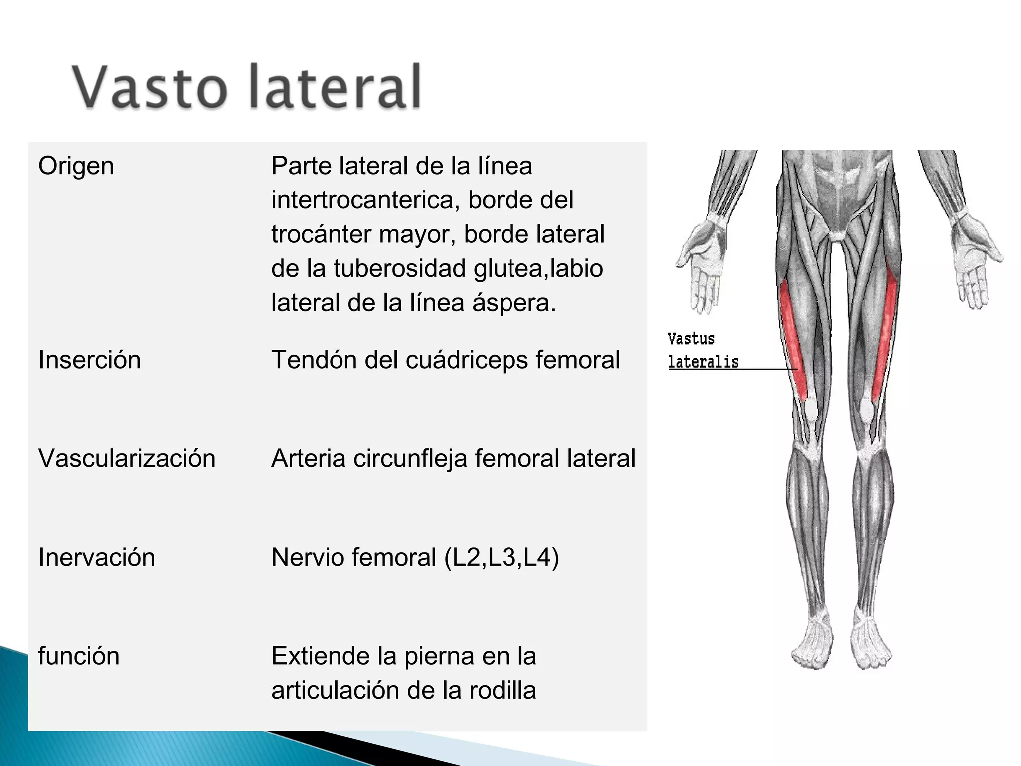 Musculos, arteria y nervio del muslo (Femur) | PPT