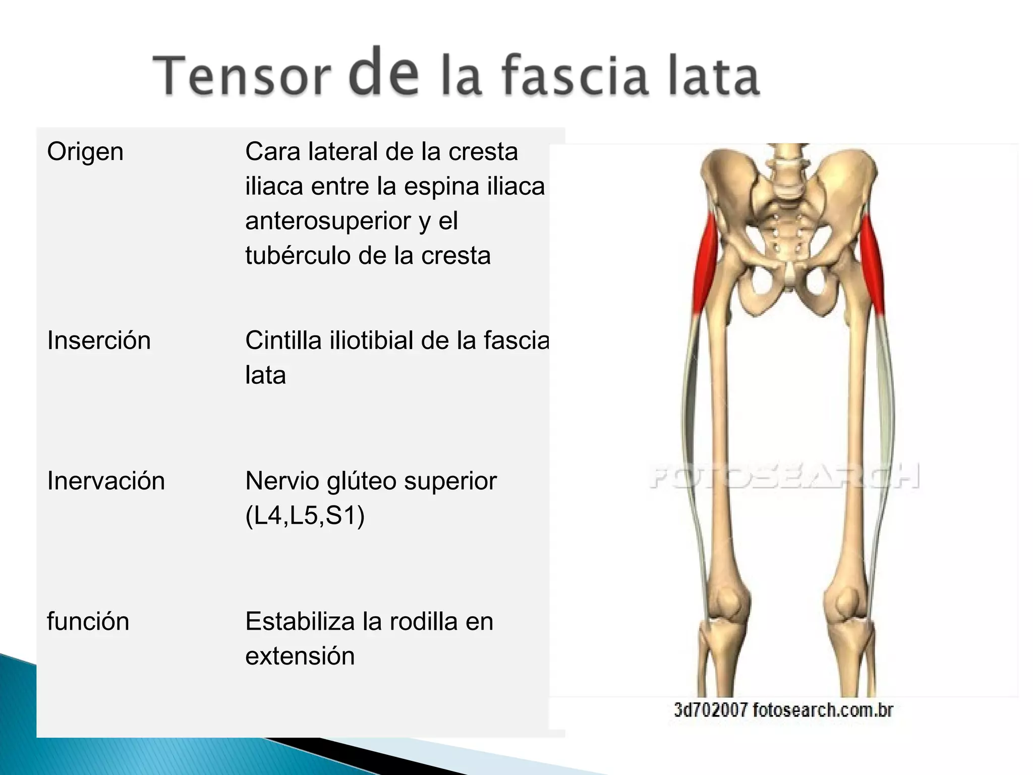 Musculos, arteria y nervio del muslo (Femur) | PPT