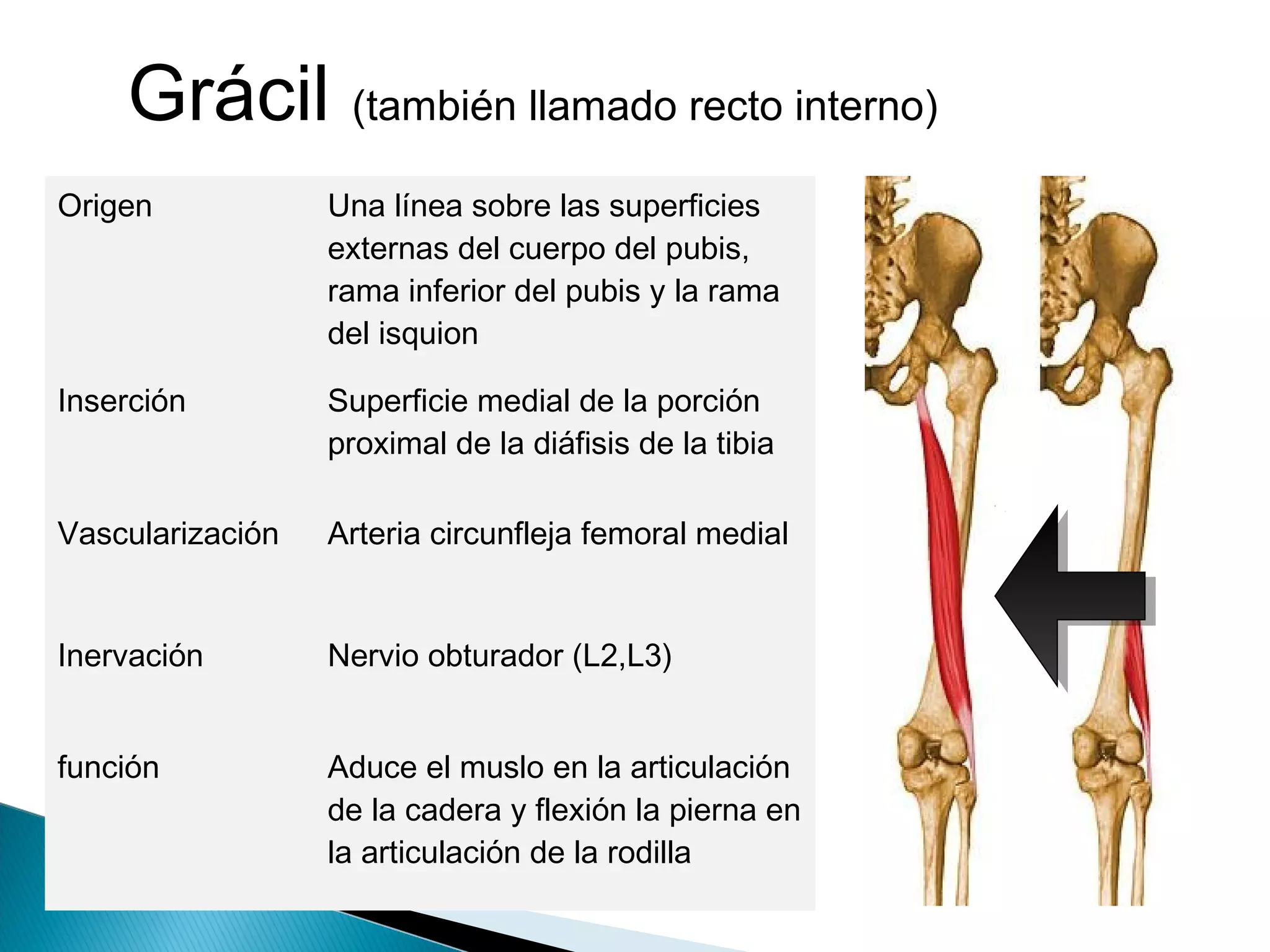 Musculos, arteria y nervio del muslo (Femur) | PPT