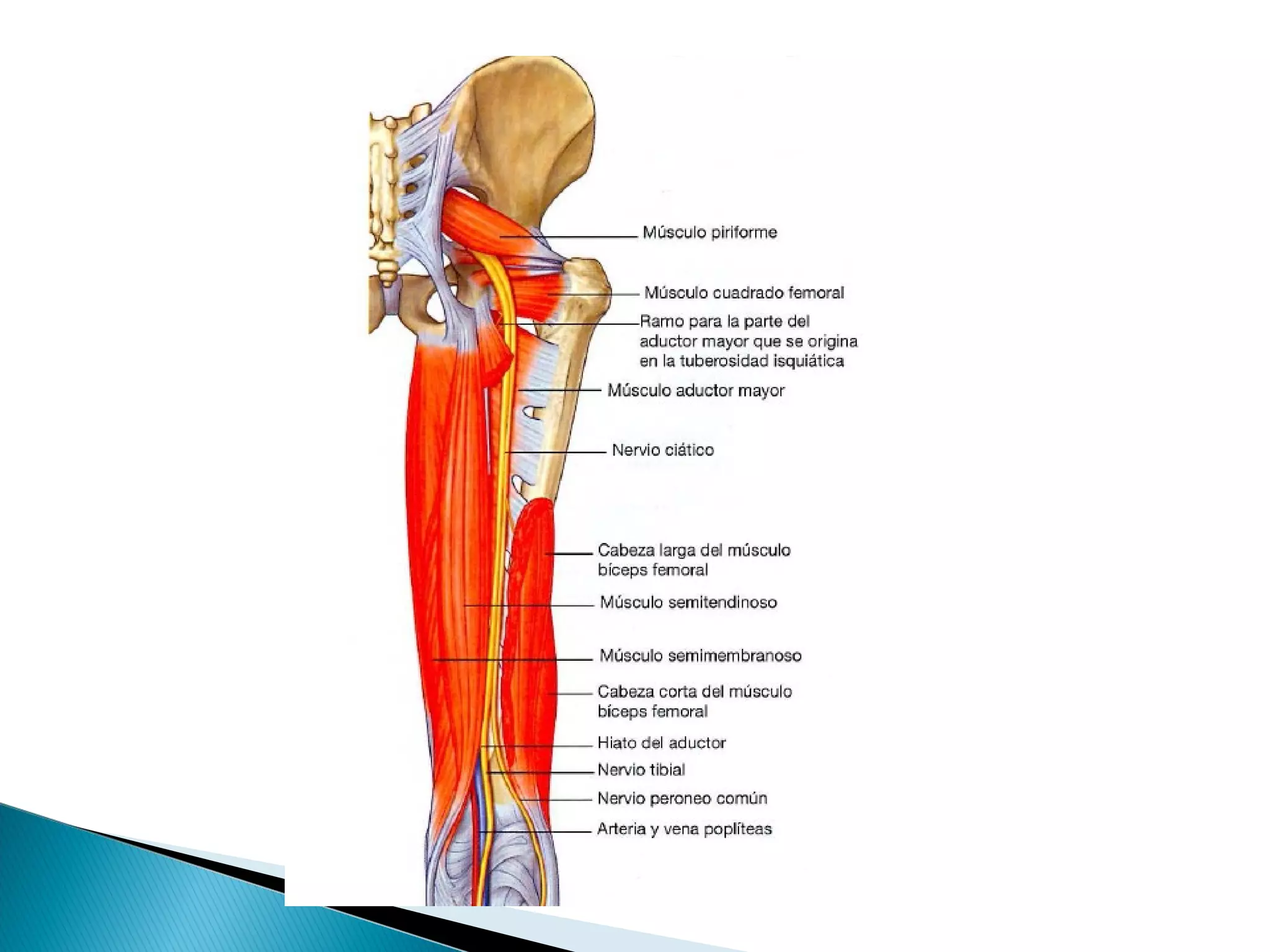 Musculos, arteria y nervio del muslo (Femur) | PPT