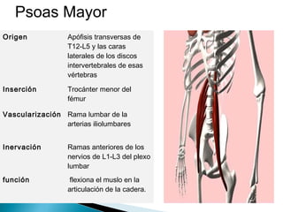 Musculos, arteria y nervio del muslo (Femur) | PPT