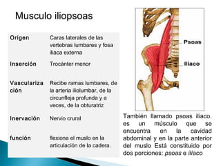 Musculos, arteria y nervio del muslo (Femur) | PPT