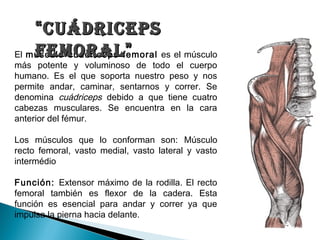 Musculos, arteria y nervio del muslo (Femur) | PPT