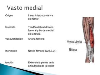 Musculos, arteria y nervio del muslo (Femur) | PPT