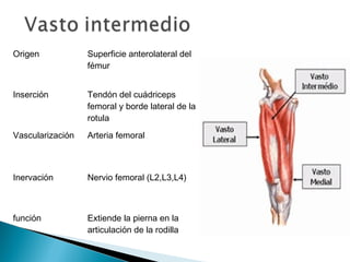 Musculos, arteria y nervio del muslo (Femur) | PPT