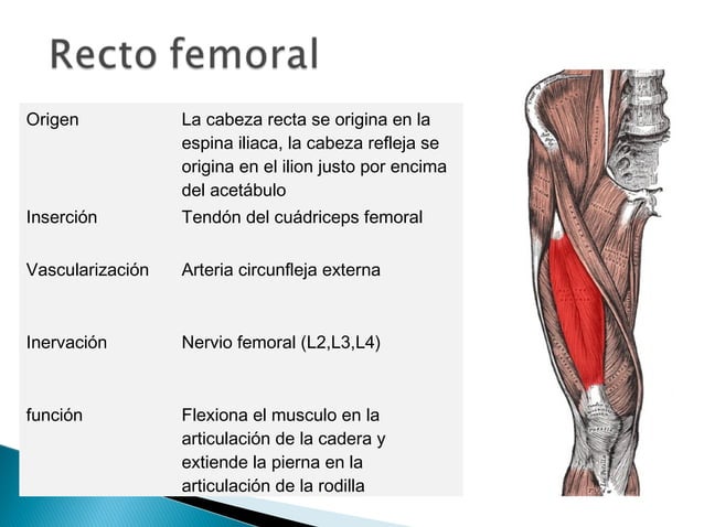 Musculos, arteria y nervio del muslo (Femur) | PPT