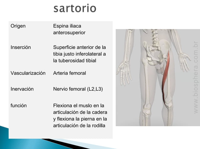 Musculos, arteria y nervio del muslo (Femur) | PPT