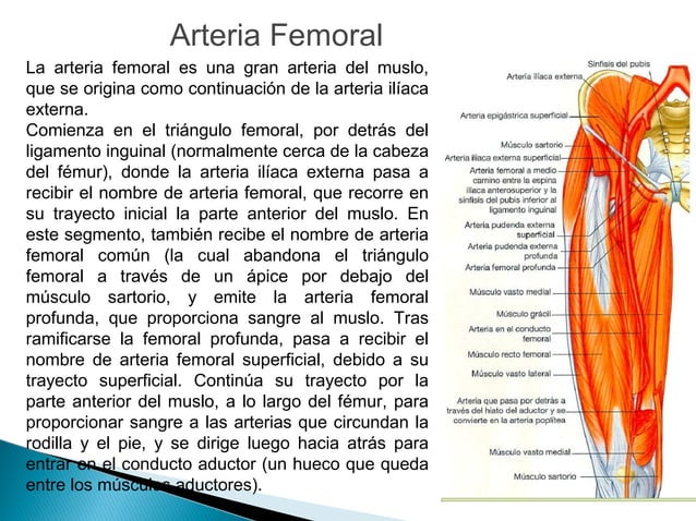 Musculos, arteria y nervio del muslo (Femur) | PPT