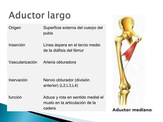 Musculos, arteria y nervio del muslo (Femur) | PPT