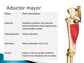 Musculos, arteria y nervio del muslo (Femur) | PPT