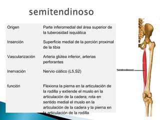 Musculos, arteria y nervio del muslo (Femur) | PPT