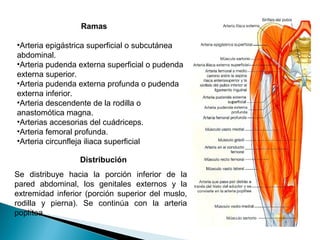 Musculos, arteria y nervio del muslo (Femur) | PPT