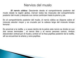 Musculos, arteria y nervio del muslo (Femur) | PPT