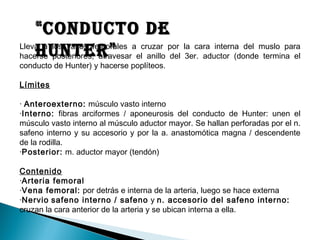 Musculos, arteria y nervio del muslo (Femur) | PPT