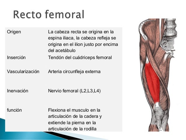Musculos, arteria y nervio del muslo (Femur)