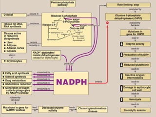 Seminario NADP/NAPH | PPTX