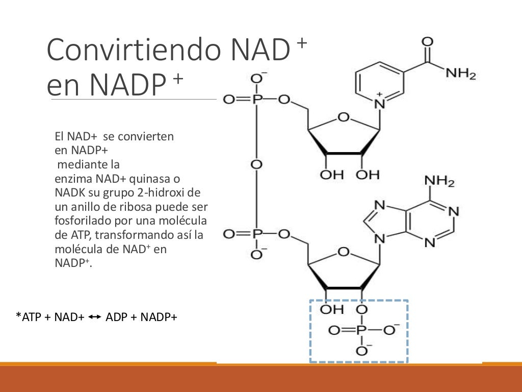 Nadph Que Es