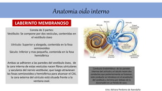 oido interno | PPTX