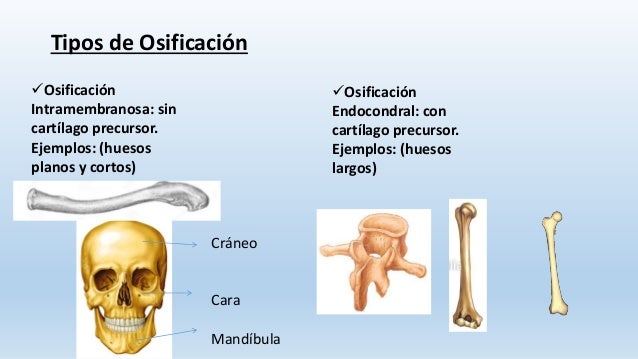 histologia-Osificacion
